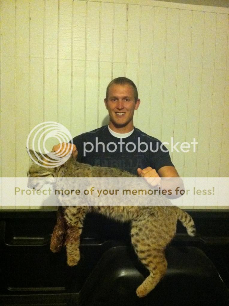 First bobcat of the year during the first stand of the year ...