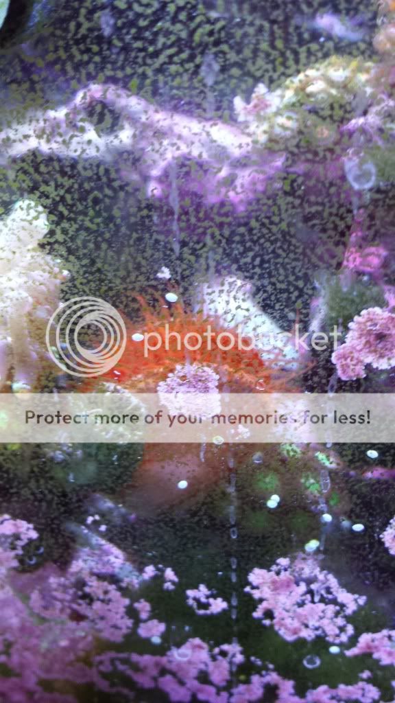 Care for a Flame Scallop (Lima Clam) | Michigan Reefers